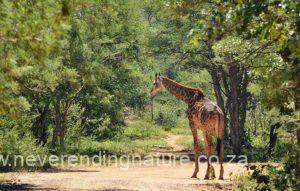 Travel | Reasons to visit the Marakele National Park | Never-ending Nature