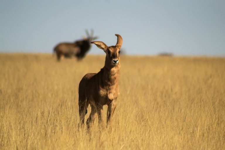 Five reasons to visit Kimberley | Never-ending Nature