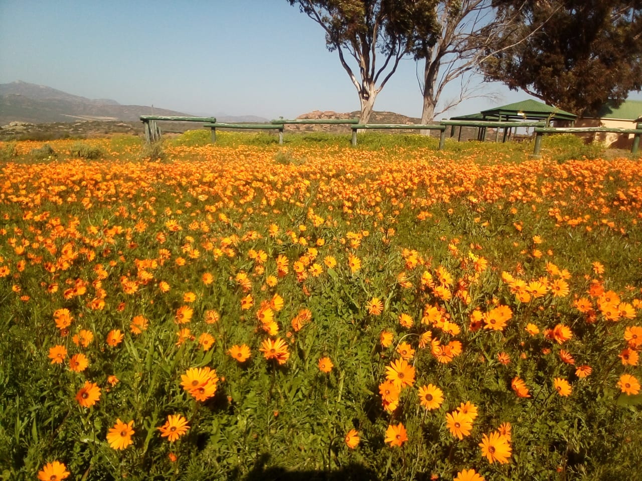 Namaqua weekly flower updates 2023 | Never-ending Nature