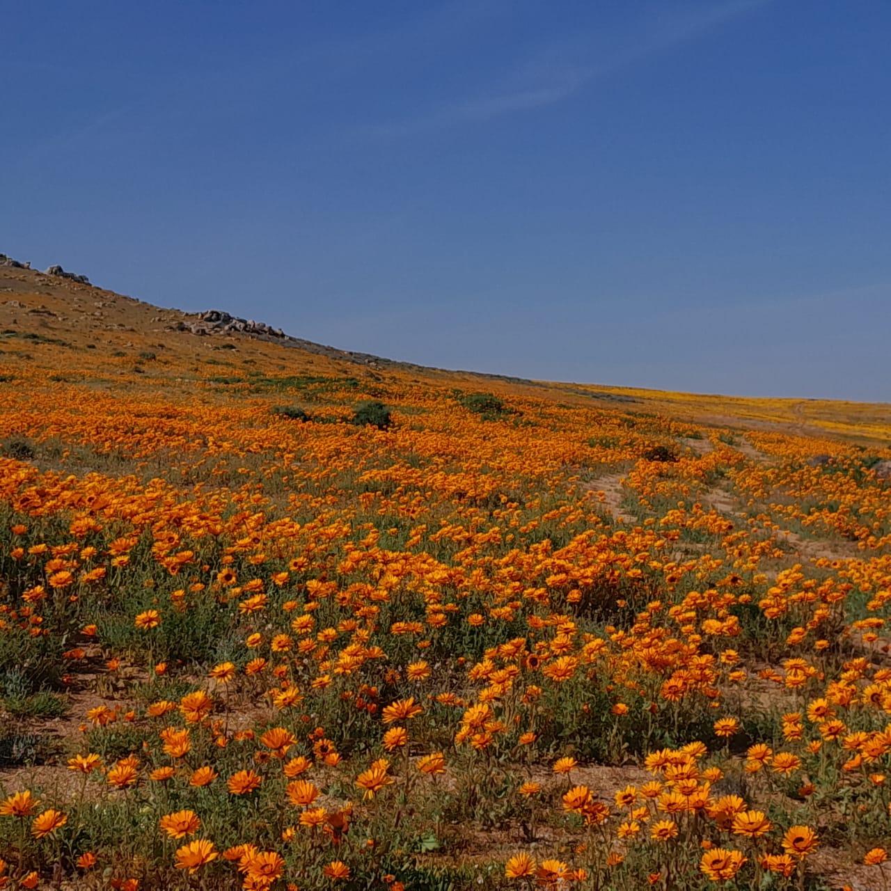Namaqua weekly flower updates 2023 | Never-ending Nature