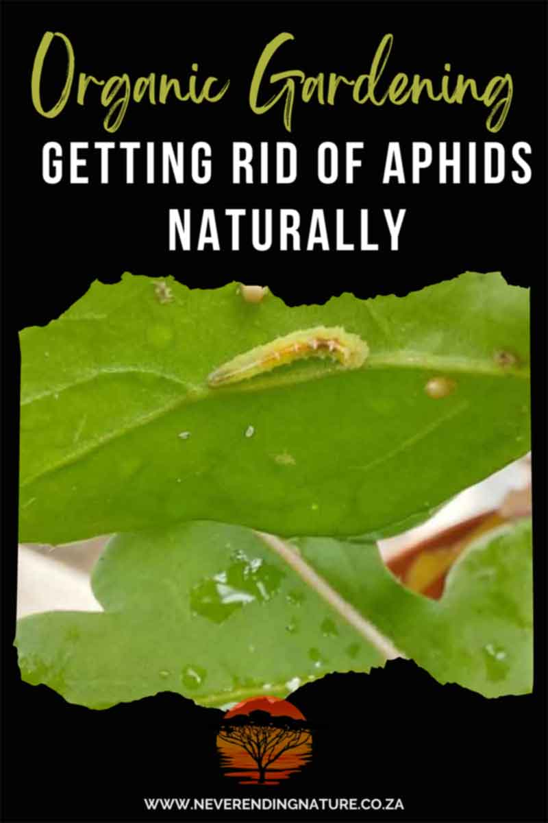 Ways to get rid of aphids naturally | Never-ending Nature