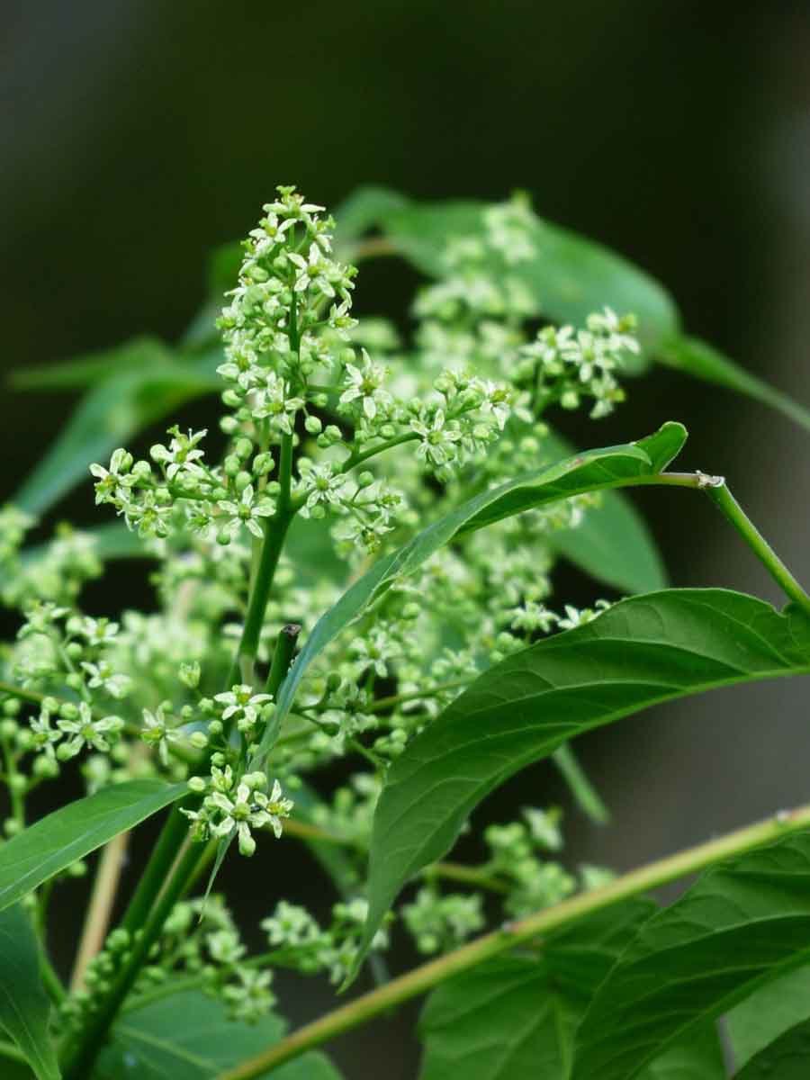 Invasive species: Heavenly tree actually from hell | Never-ending Nature