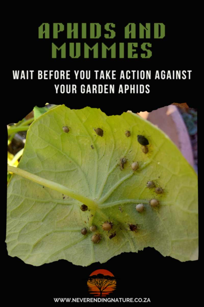 Identifying aphidius wasp in your organic garden | Never-ending Nature