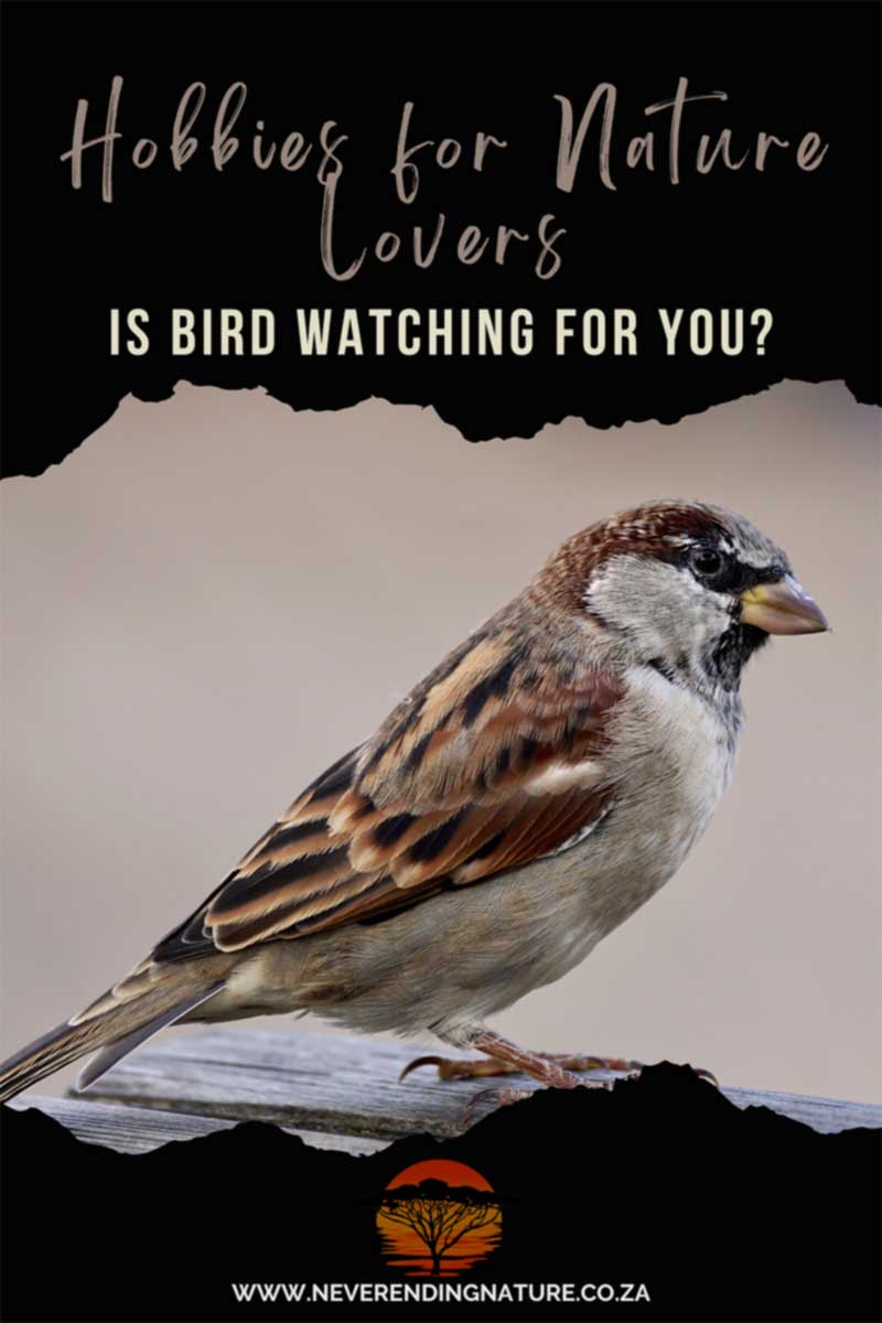 Why bird watching as a hobby | Never-ending Nature