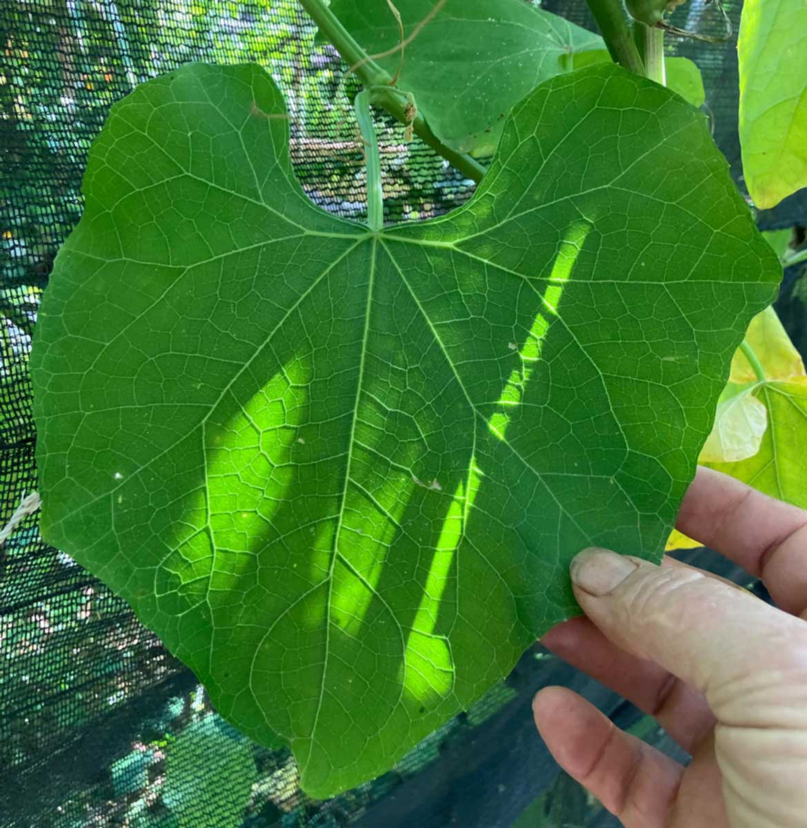 Unmasking the imposter: invasive moth catcher vine vs chayote | Never ...